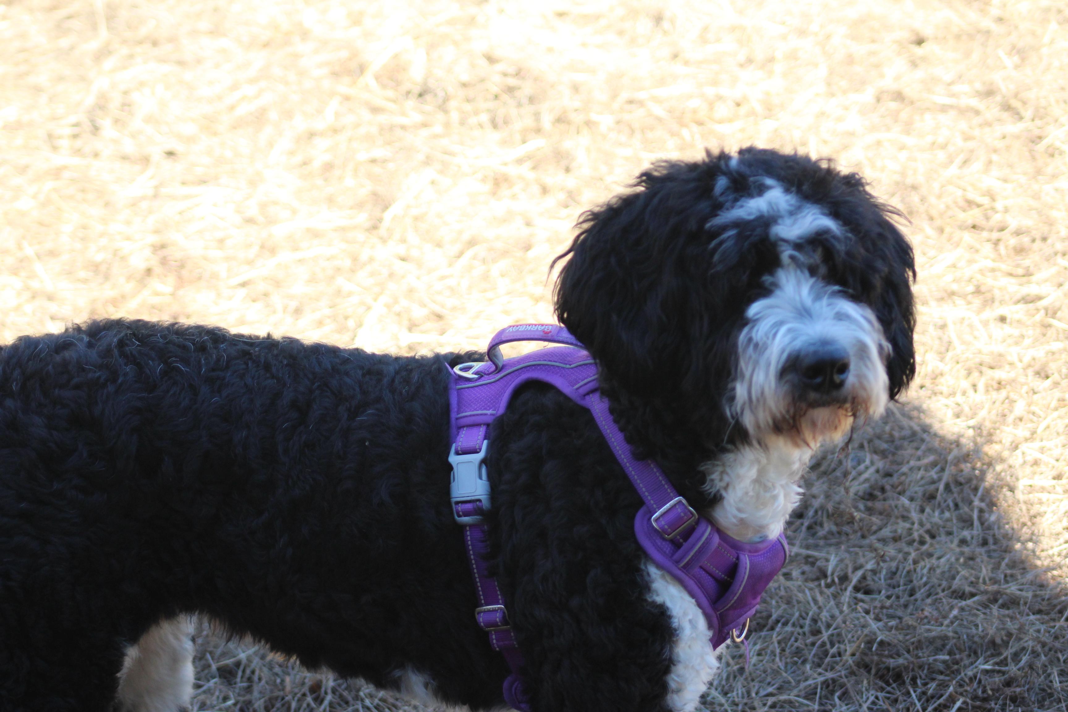 Frida Farms in Florida | Bernedoodle, Goldendoodle or Poodle puppies ...