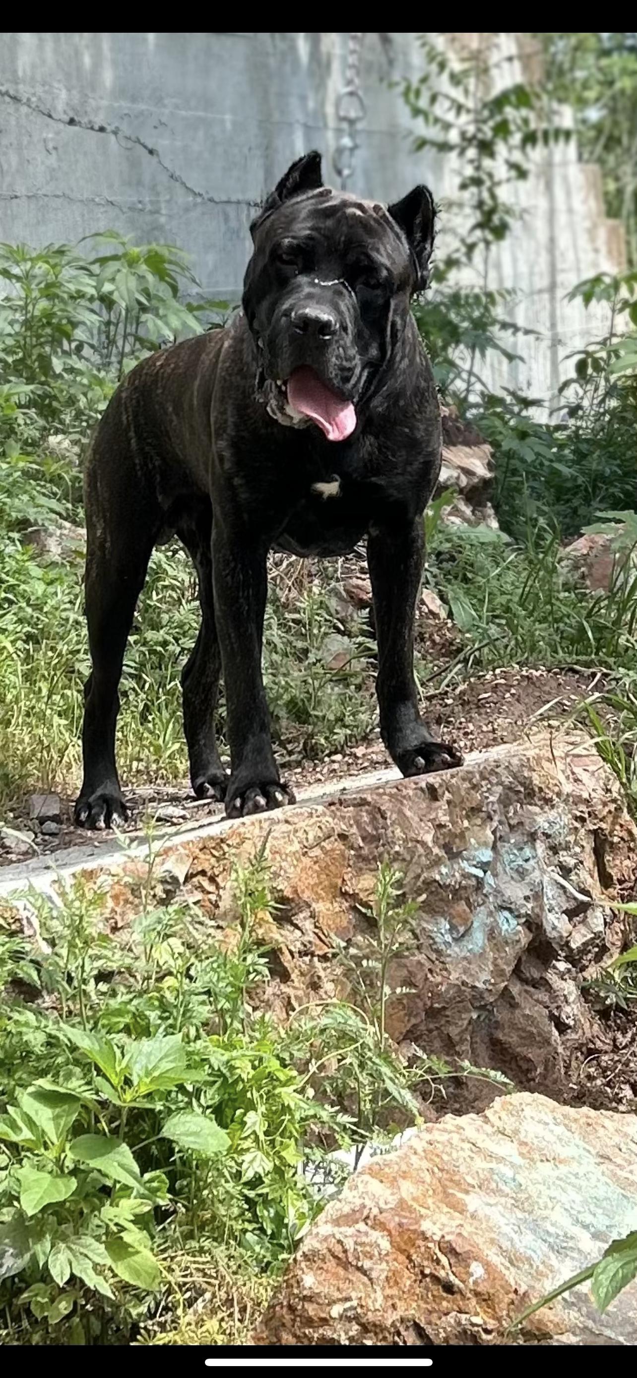Exotic Empire Kennels LLC in Texas | Cane Corso puppies | Good Dog