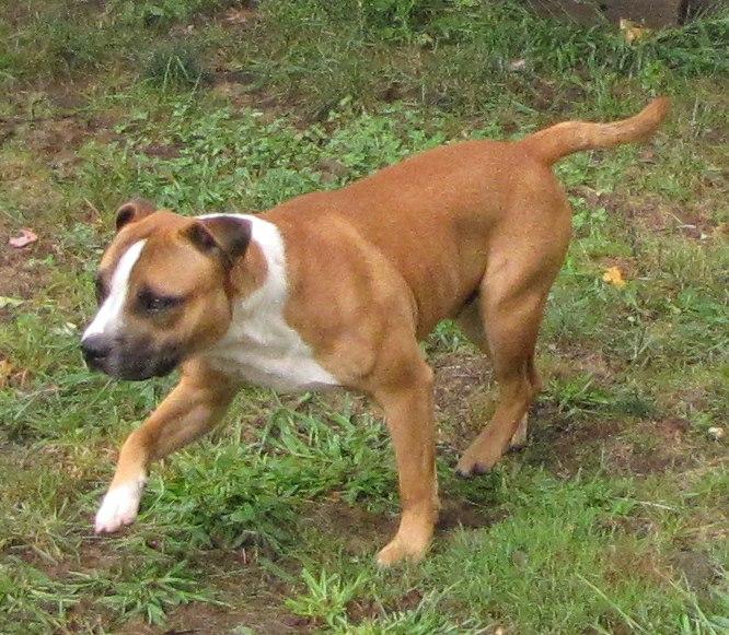 Charlene Addison in Connecticut | Staffordshire Bull Terrier puppies ...