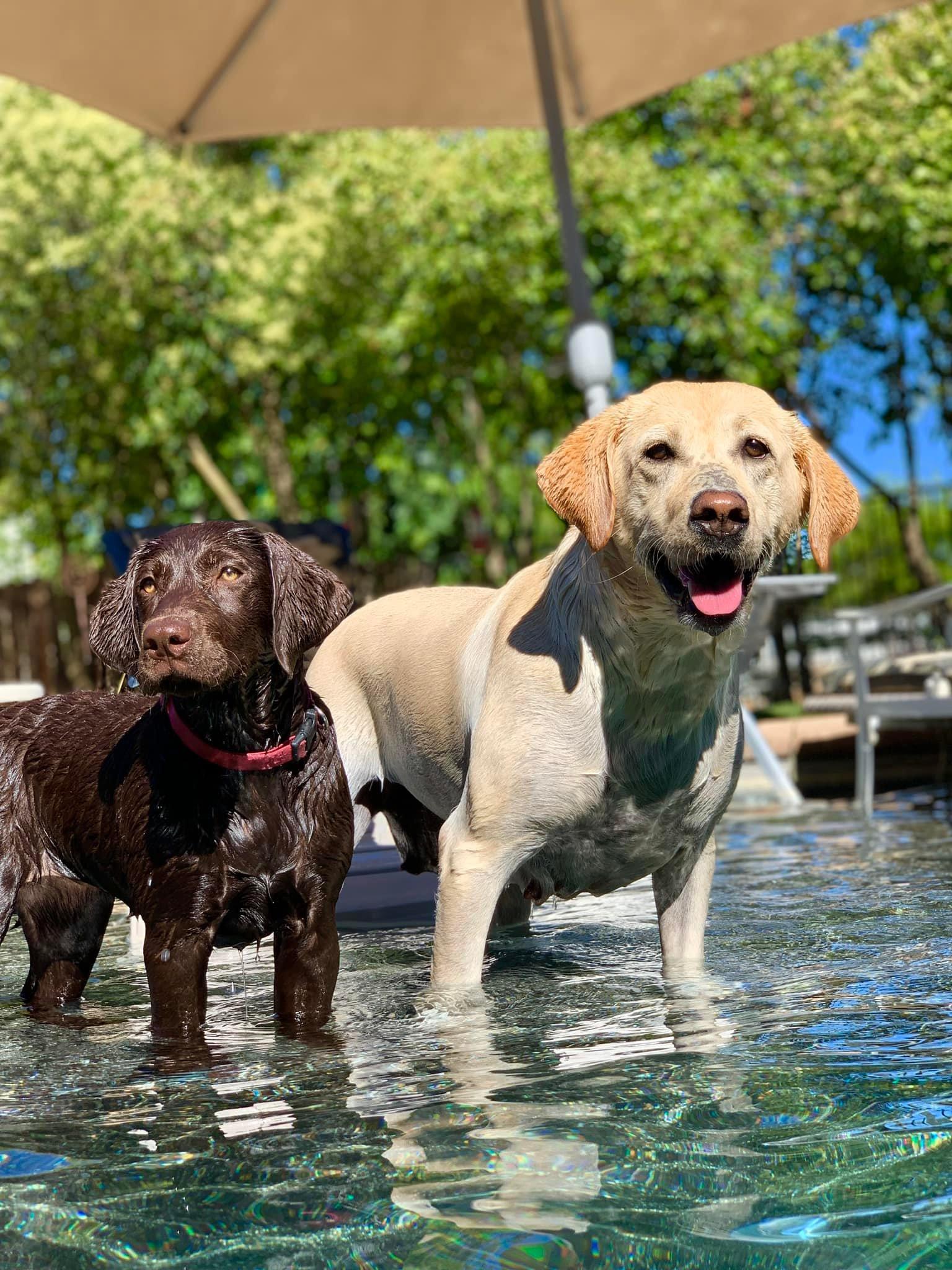 Benvenuti Ranch Labradors in California | Labrador Retriever puppies ...