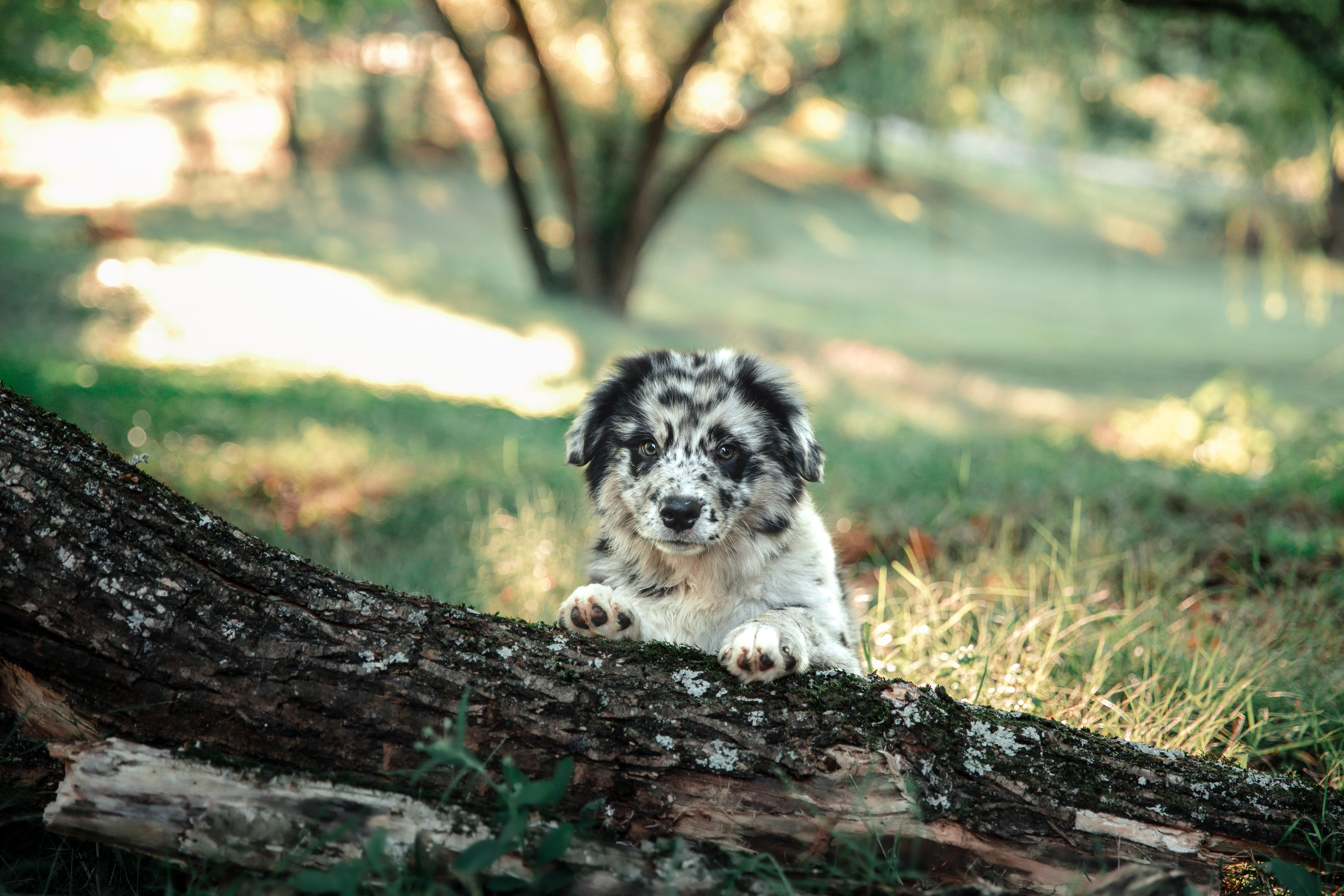 Red Maple Farm in Tennessee | Companion Cross puppies | Good Dog