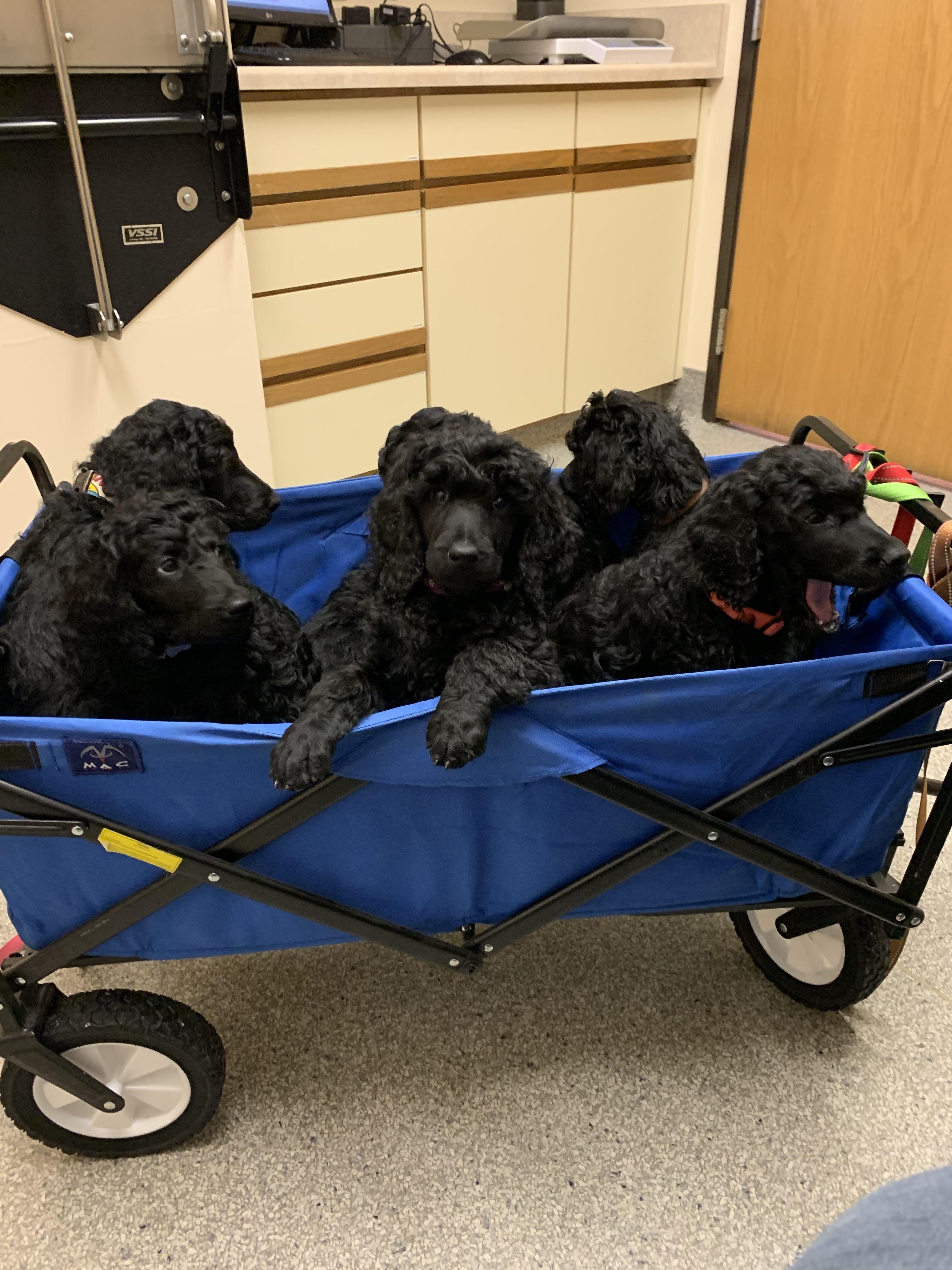 Boodle's Standard Poodles in North Carolina | Poodle puppies | Good Dog