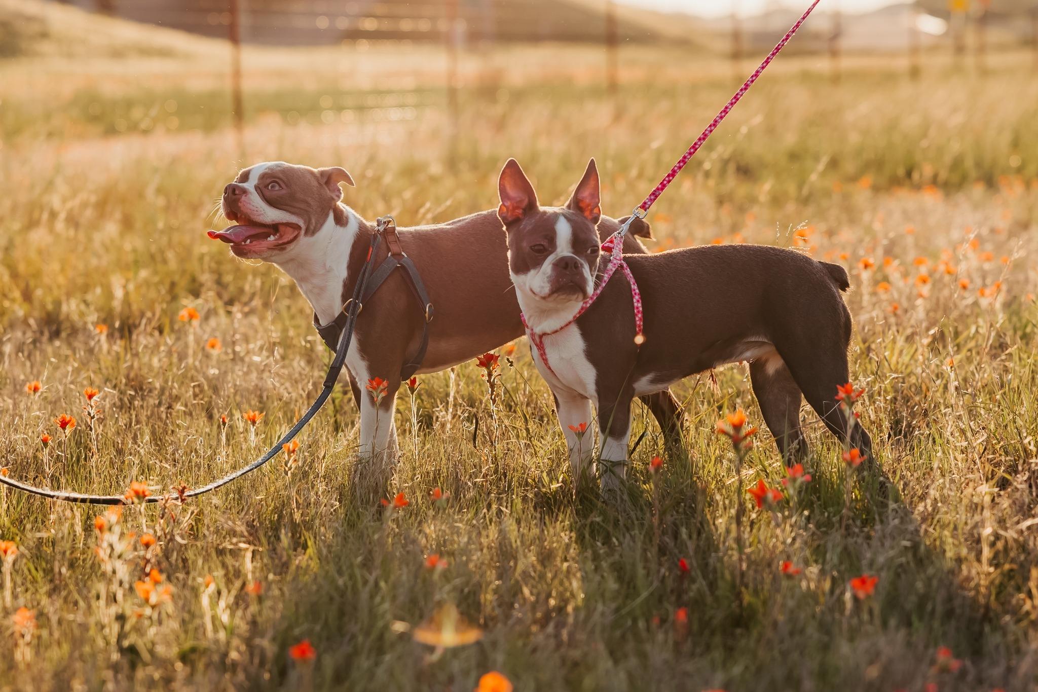 Sooner Bred Bostons in Oklahoma | Boston Terrier puppies | Good Dog