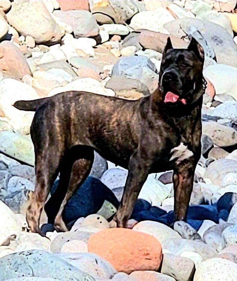 King of Kings Cane Corso in Washington | Cane Corso puppies | Good Dog