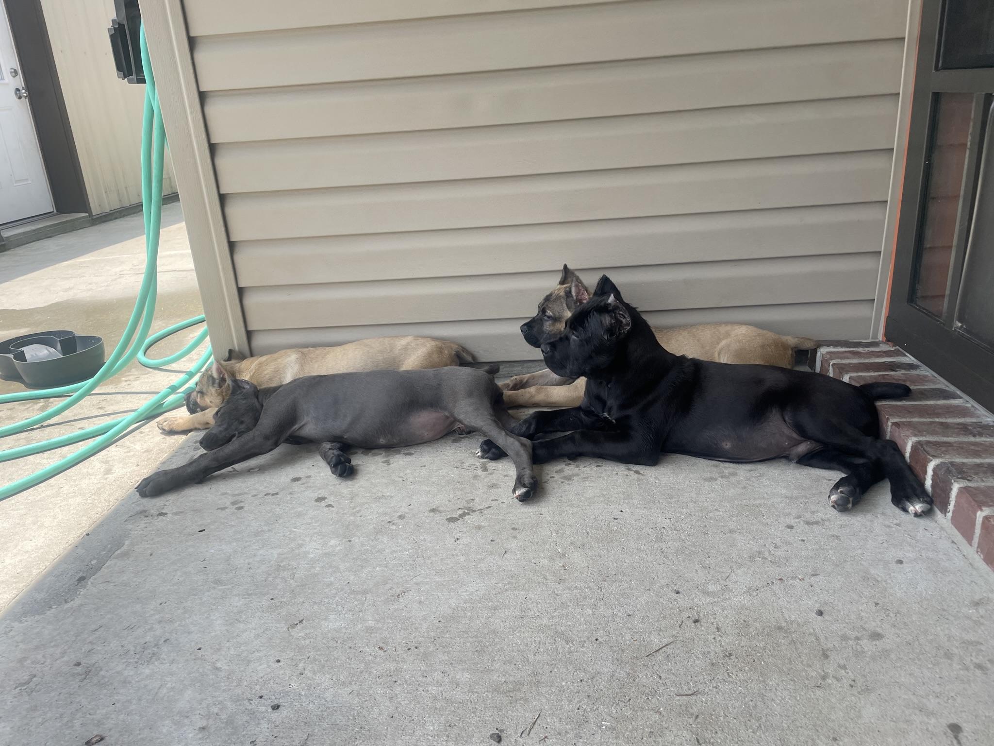 Bayou Cane Corso in Louisiana | Cane Corso puppies | Good Dog