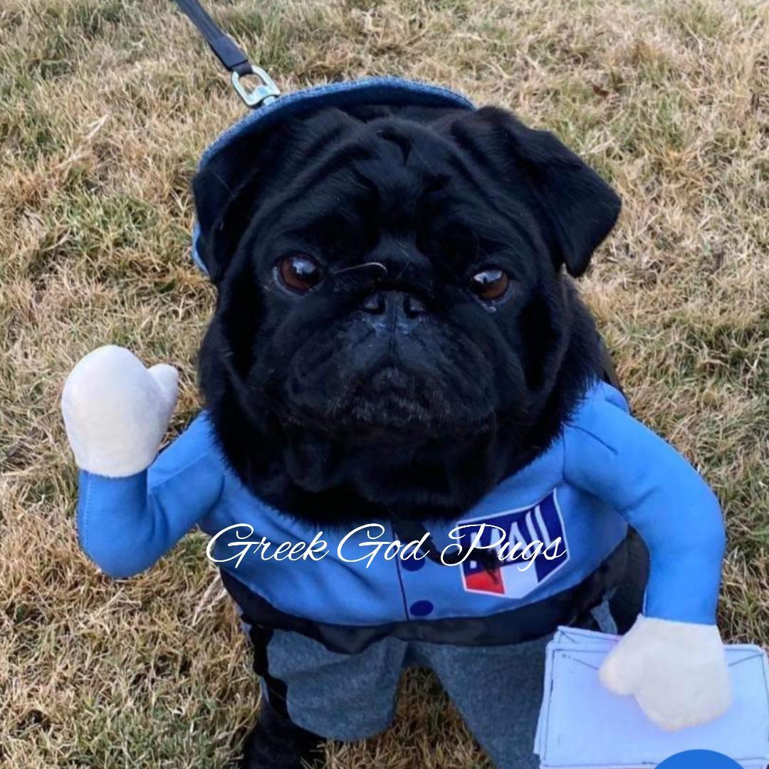 Greek God Pugs in California | Pug puppies | Good Dog