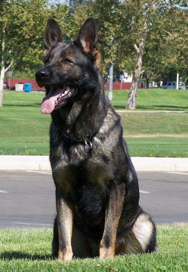 Dukenheim Kennels in California | German Shepherd puppies | Good Dog