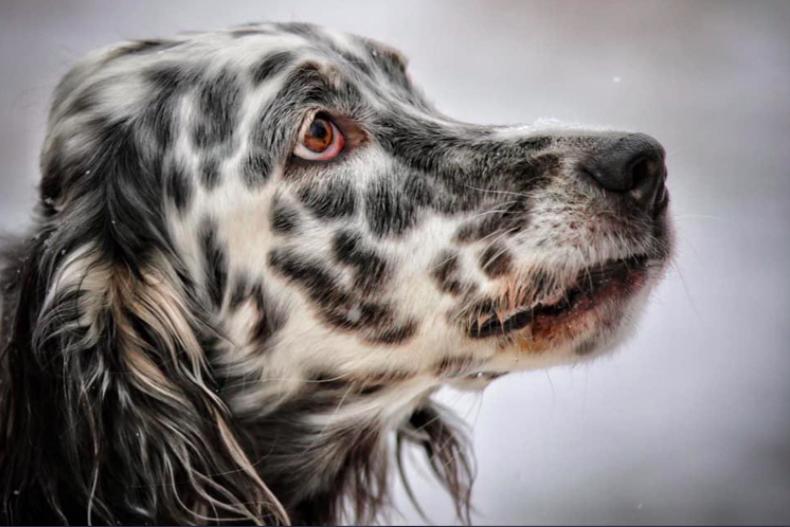Rivendell English Setters in Ohio | English Setter puppies | Good Dog