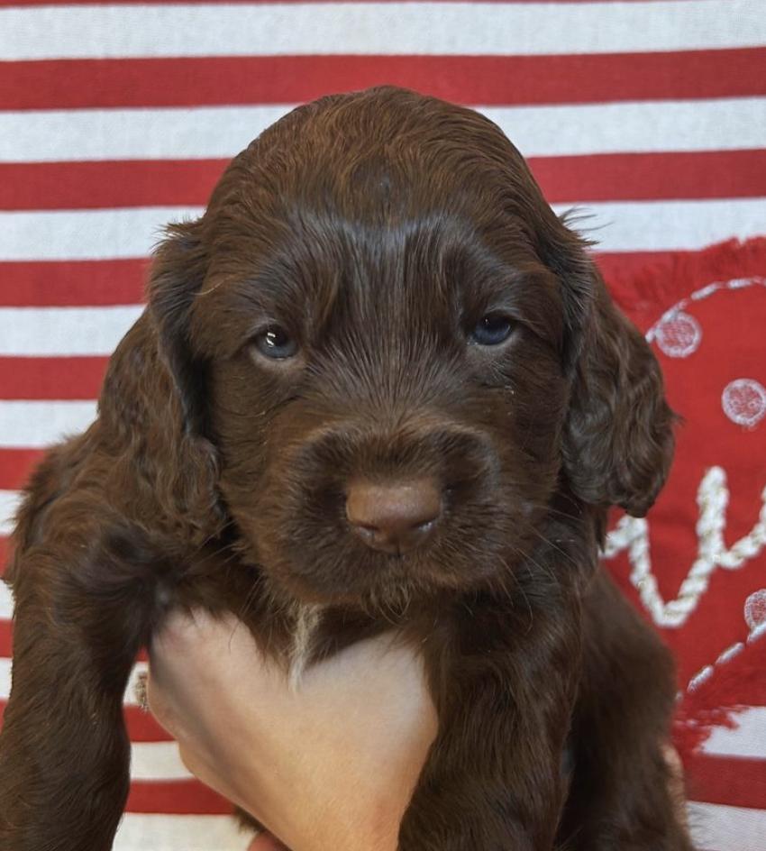 Copper State Cockapoos in Arizona | Cockapoo puppies | Good Dog