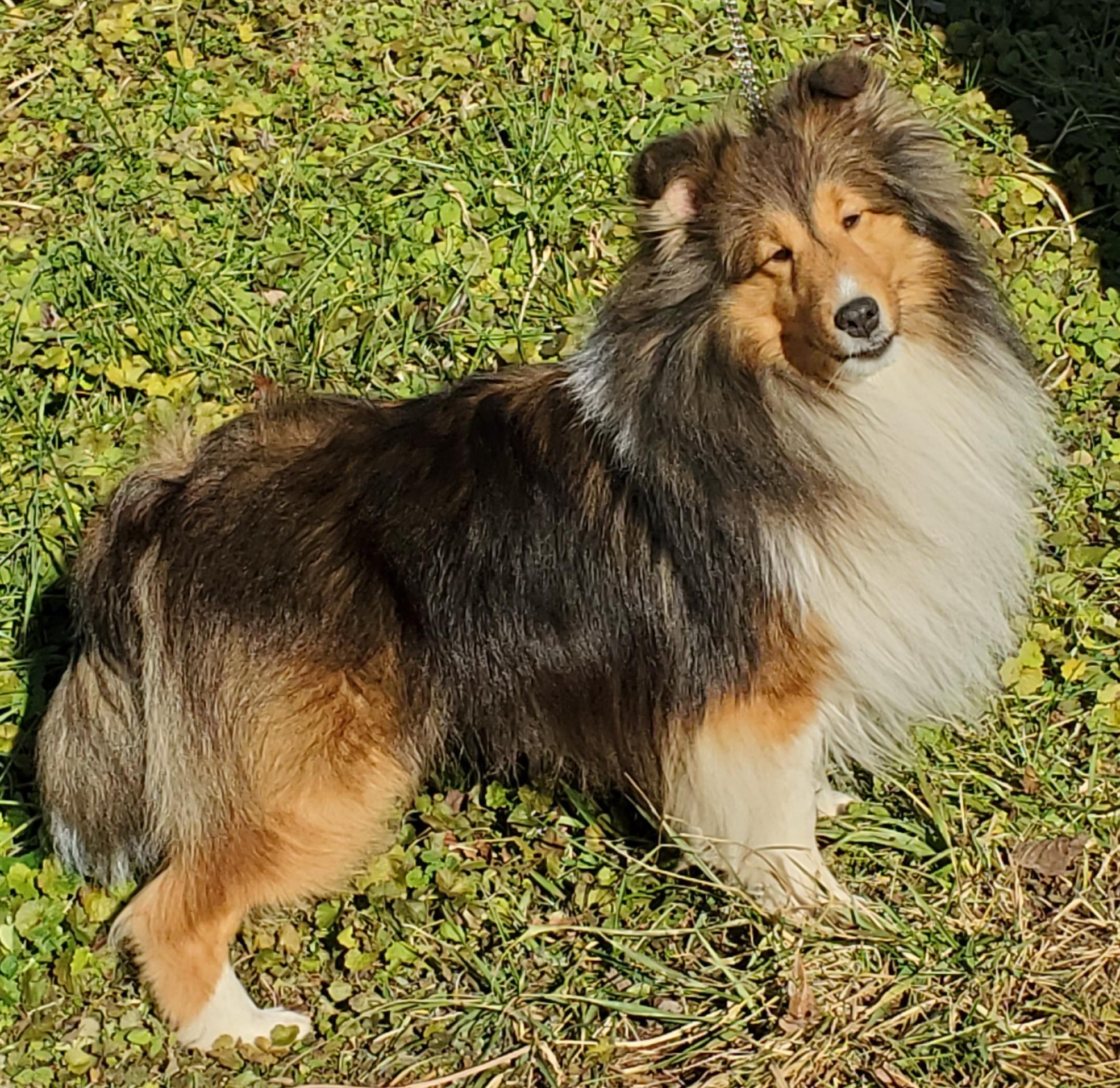 MerryHeart Shelties in Virginia | Shetland Sheepdog puppies | Good Dog