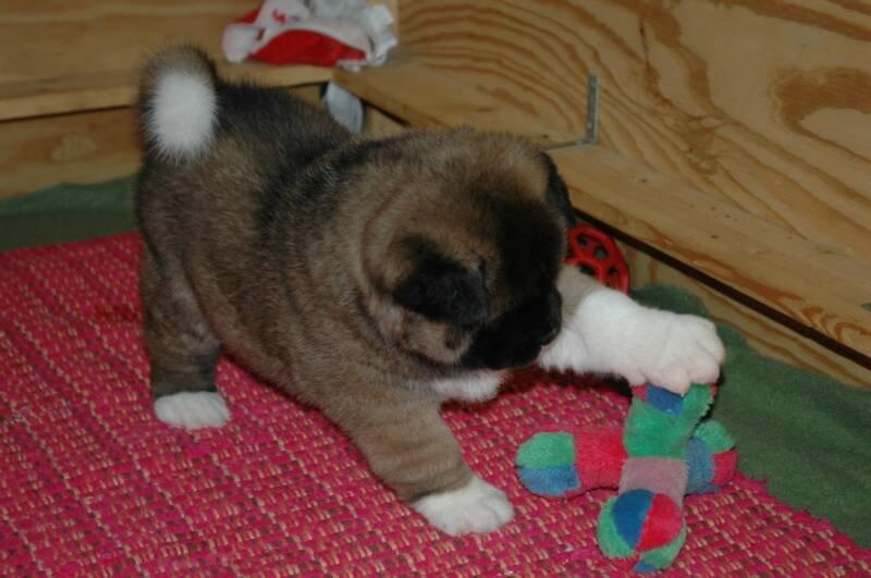 Shinto Akitas in Arkansas | Akita puppies | Good Dog