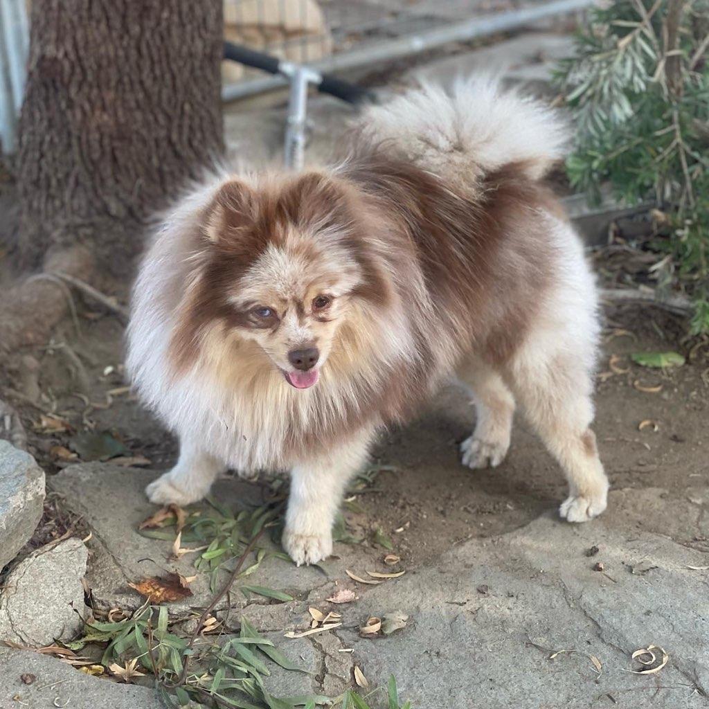 SD Bullies in California | Pomeranian puppies | Good Dog