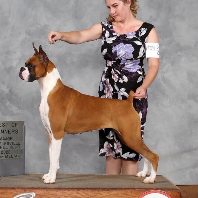 Tribute Kennels in Oklahoma | Boxer and Cocker Spaniel puppies | Good Dog