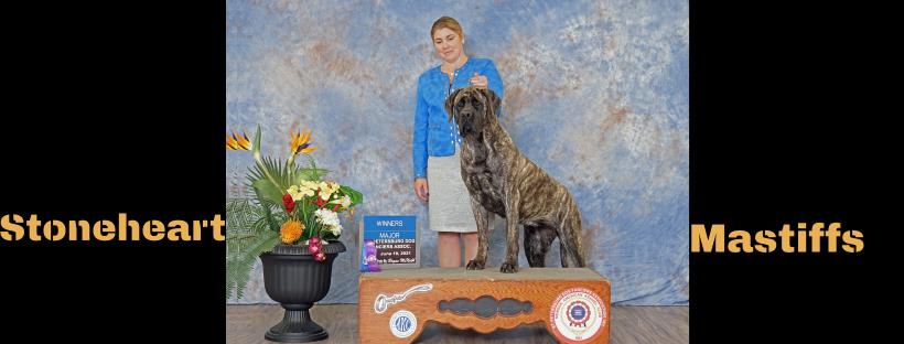 Stoneheart Mastiffs in Alabama | Mastiff puppies | Good Dog