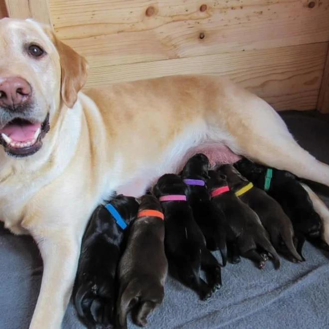 Molly Ziegler's Labrador Retrievers in Illinois | Labrador Retriever ...