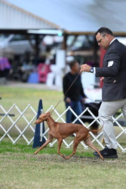 Houndcrest in Florida | Cirneco dell’Etna puppies | Good Dog
