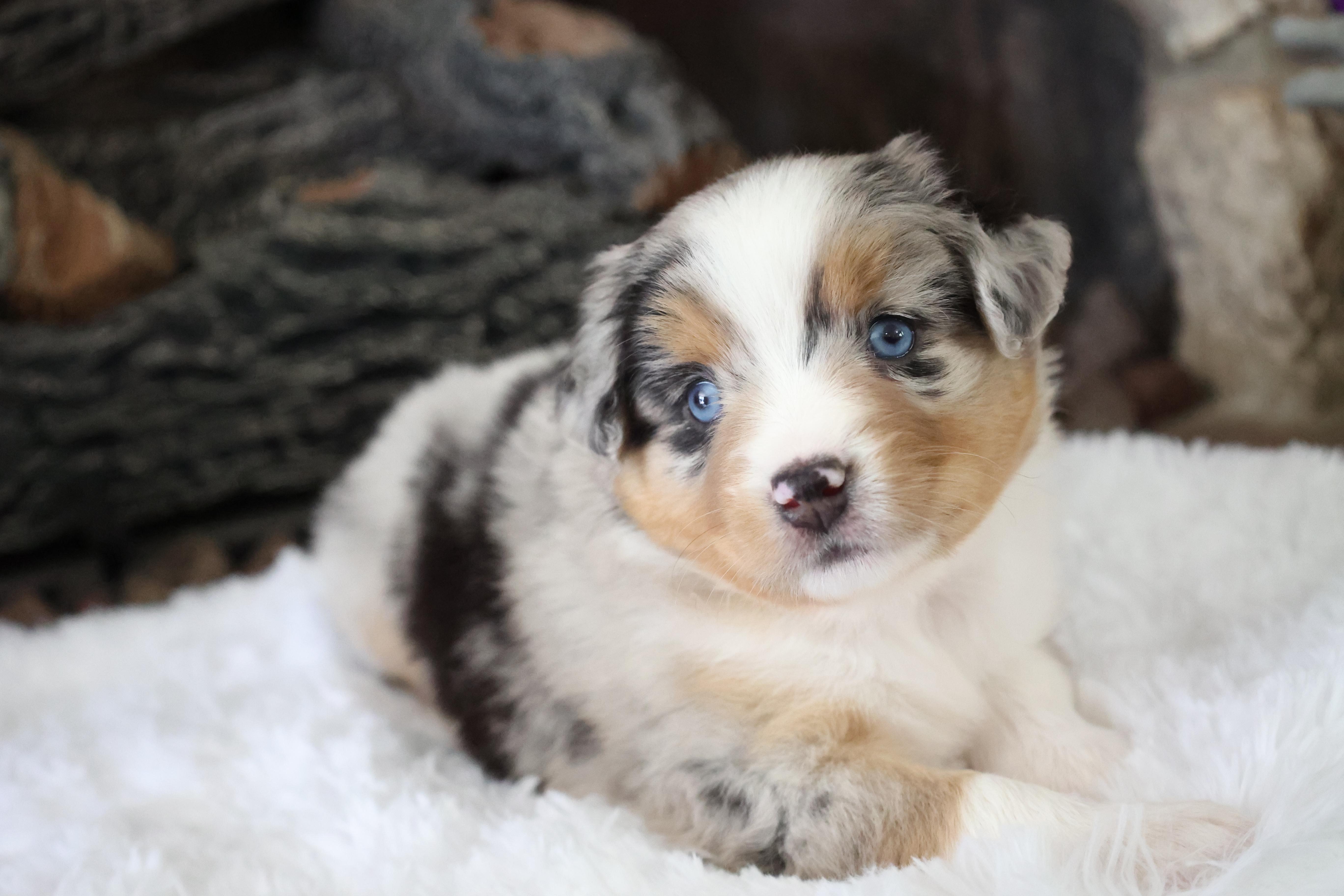Silver River Mini Aussies in Florida | Miniature Australian Shepherd ...