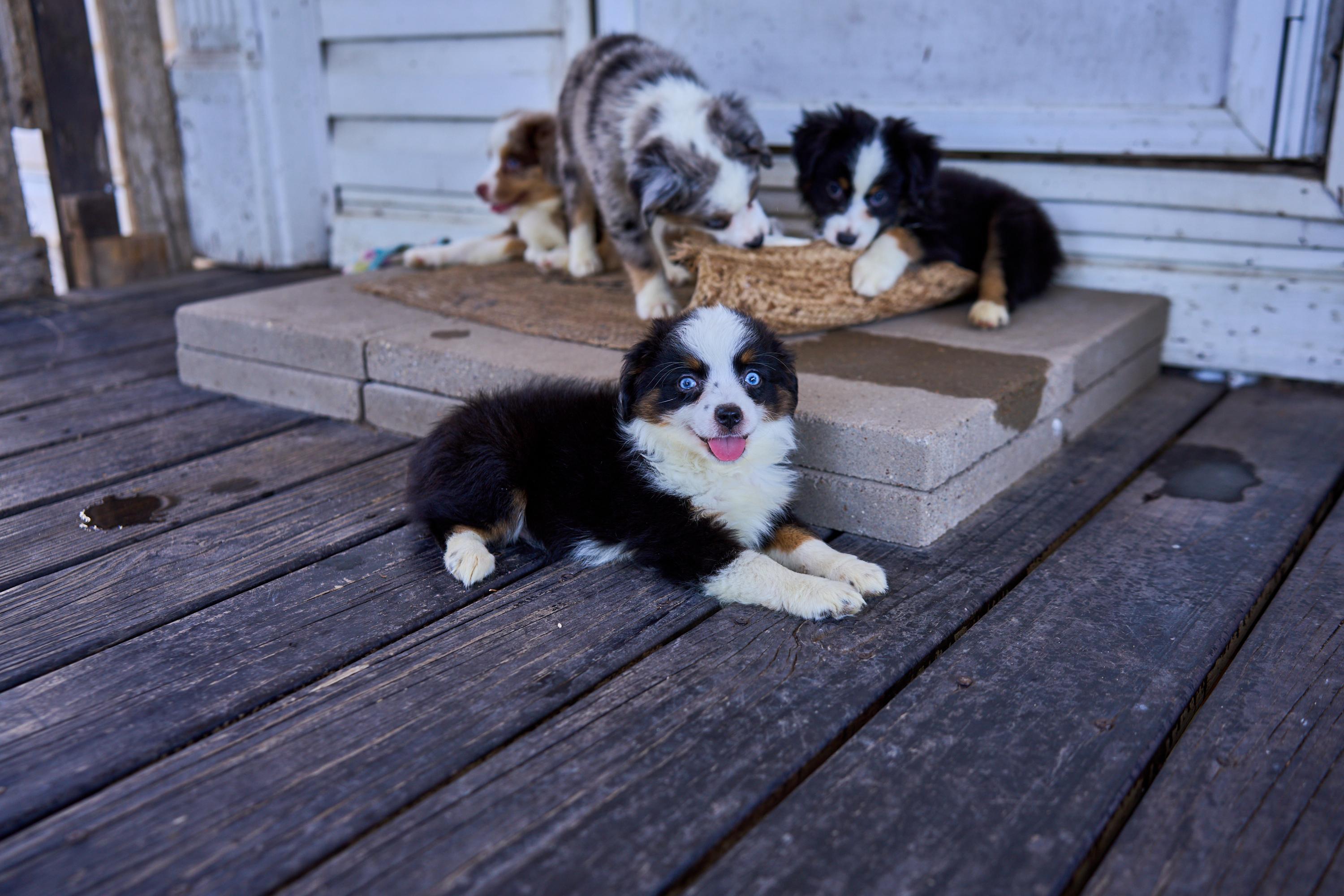 Bozzi's Little Aussies in Louisiana | Toy Australian Shepherd puppies ...