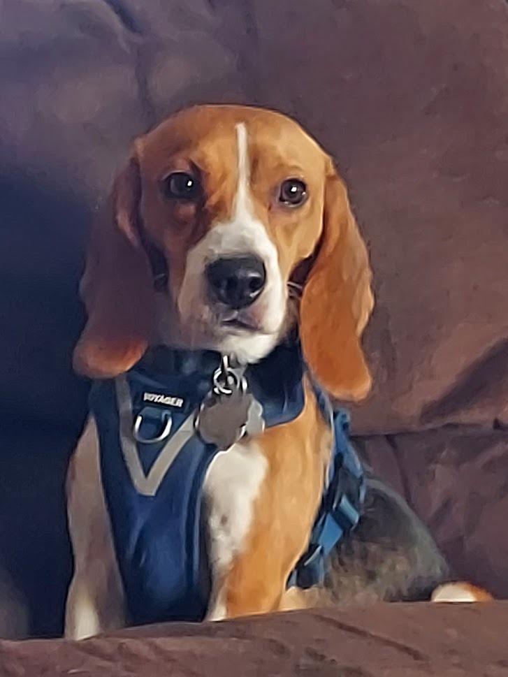Clover Beagles in Texas | Beagle puppies | Good Dog