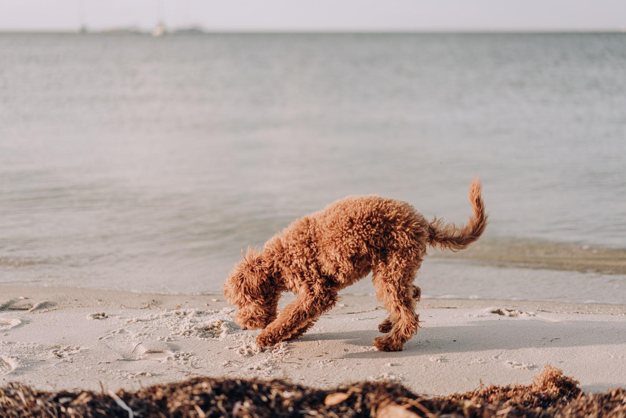 Doodle Waggle in Idaho | Goldendoodle puppies | Good Dog