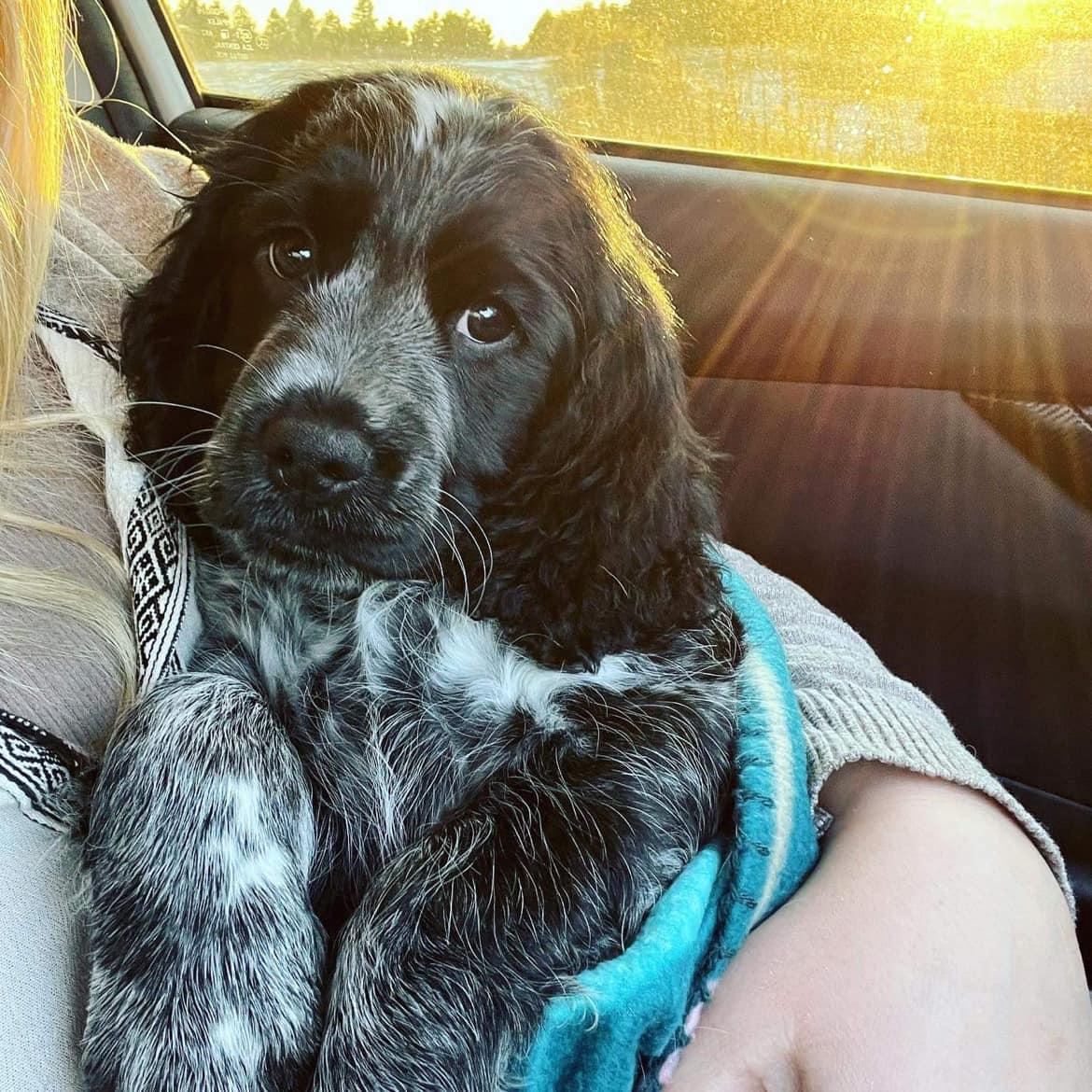 Springers on the Bluff in Washington | English Springer Spaniel puppies ...