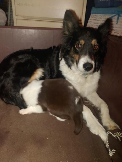 Open Country Border Collies in Nebraska | Border Collie puppies | Good Dog