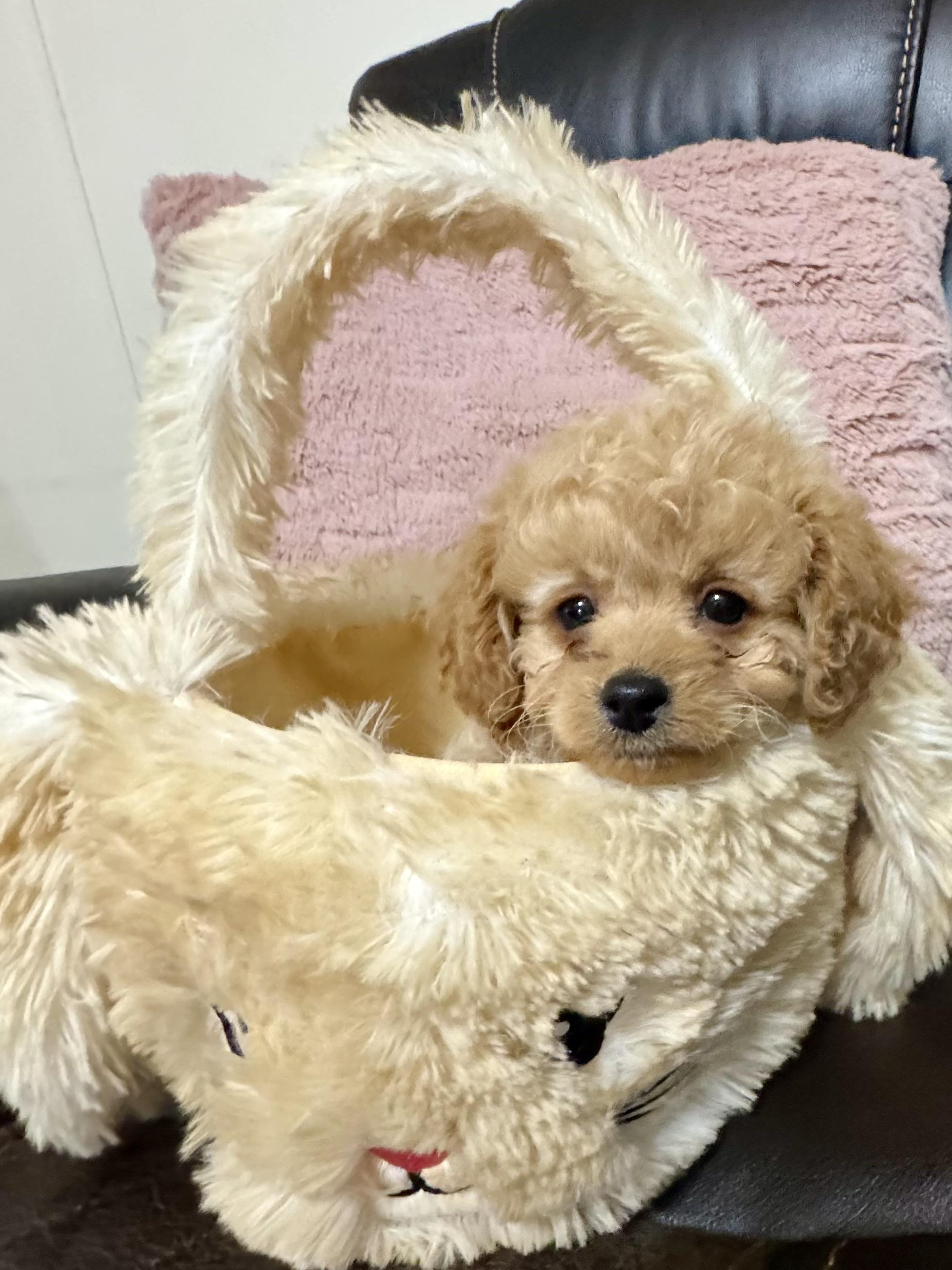 Too Cute Toy Poodles in Texas | Poodle puppies | Good Dog