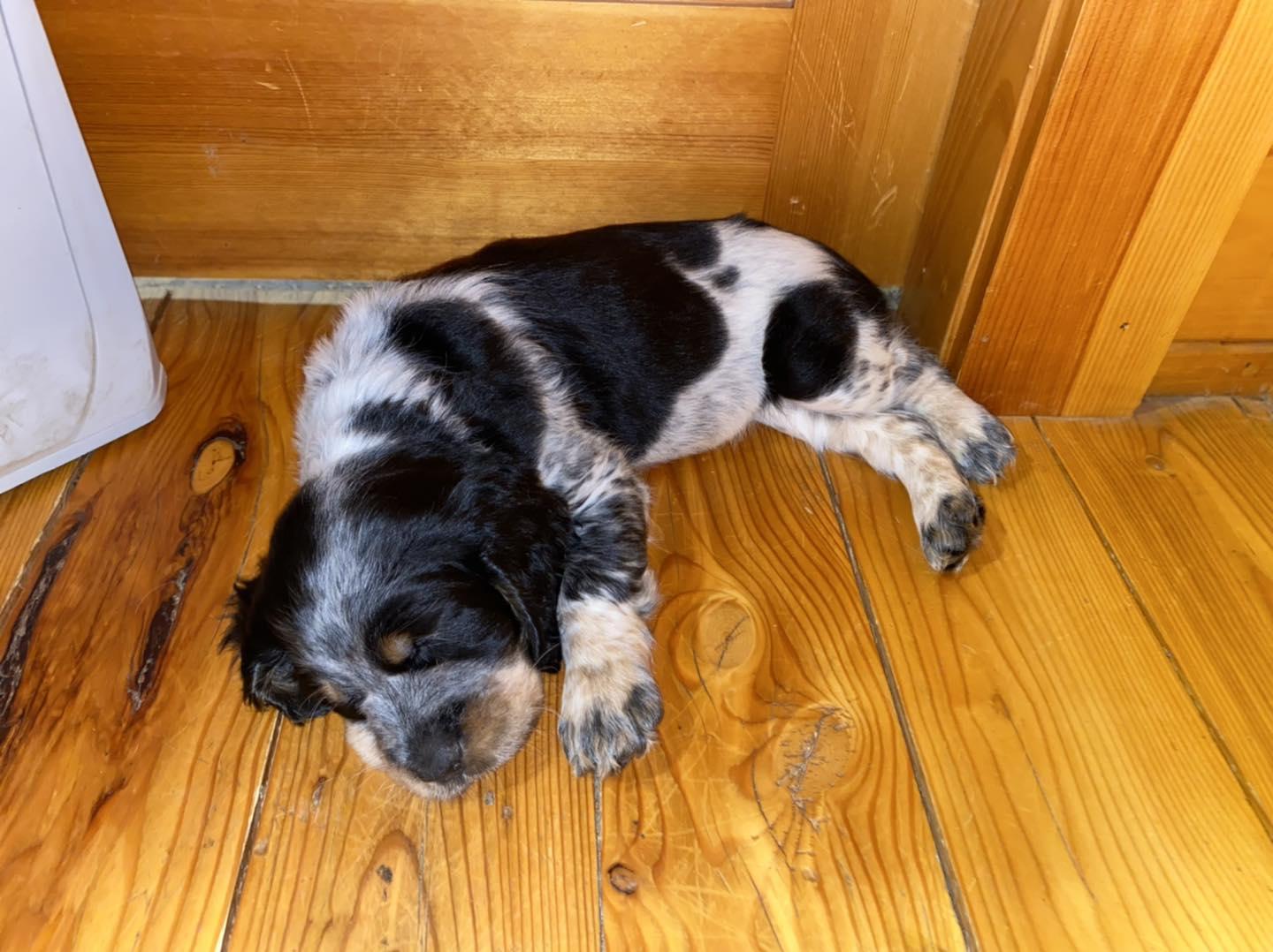 Muddy Brook Springers in Maine | English Springer Spaniel puppies ...
