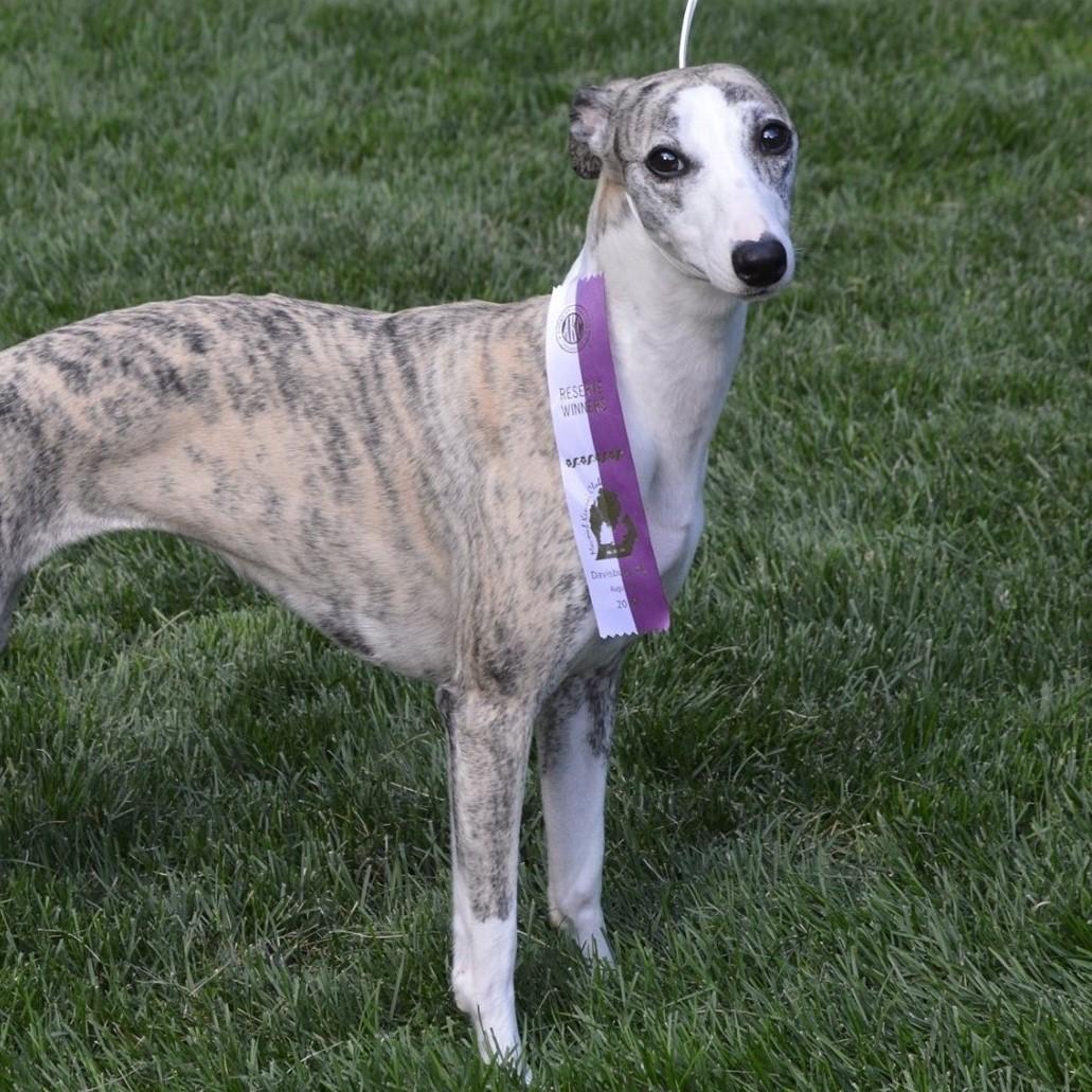 Shootingstar's in Michigan | Whippet puppies | Good Dog