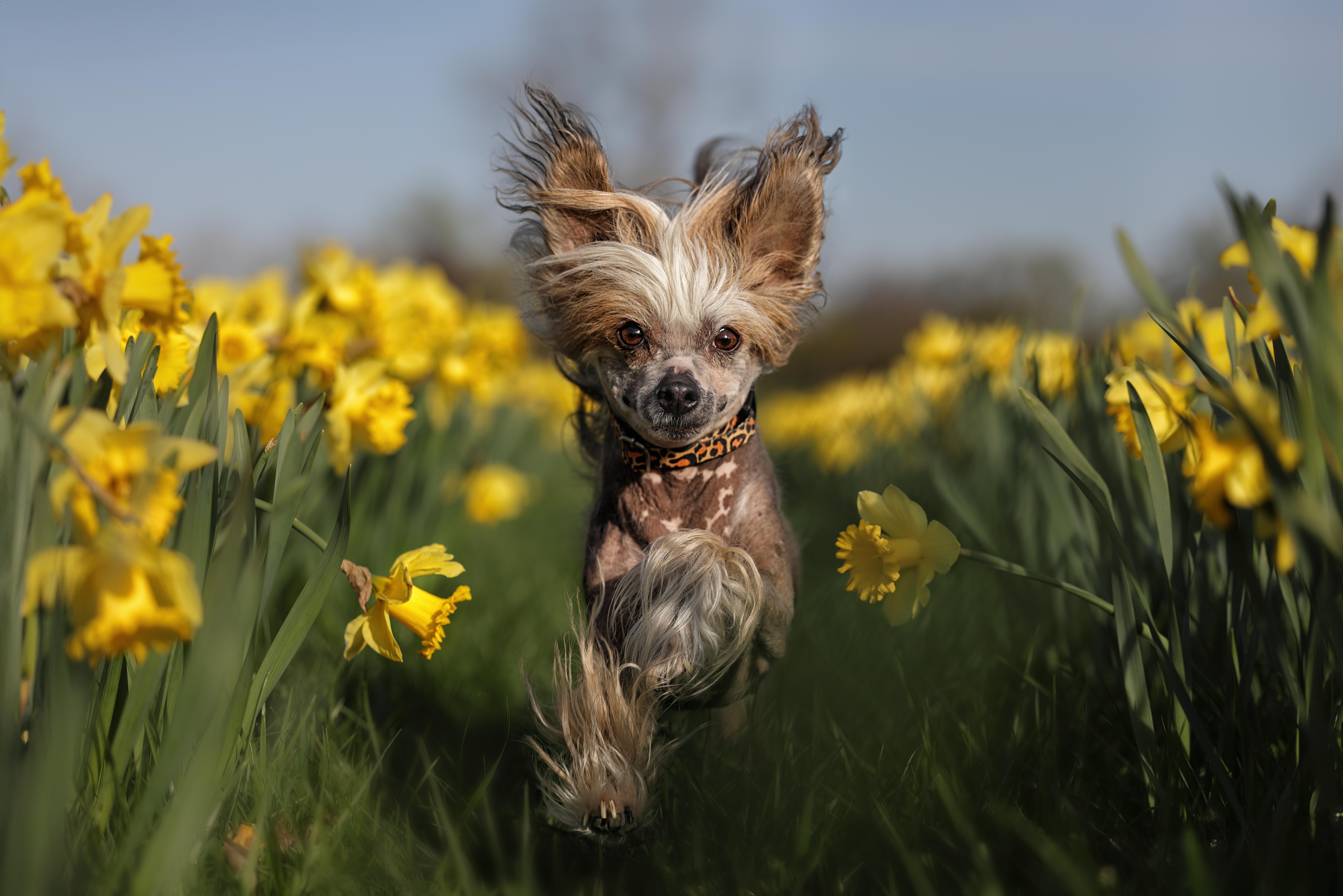 Family Kennel Dao Dog in Michigan | Chinese Crested puppies | Good Dog