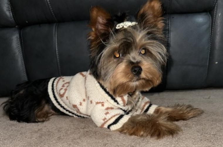 Yorkiesllc in Ohio | Yorkshire Terrier puppies | Good Dog