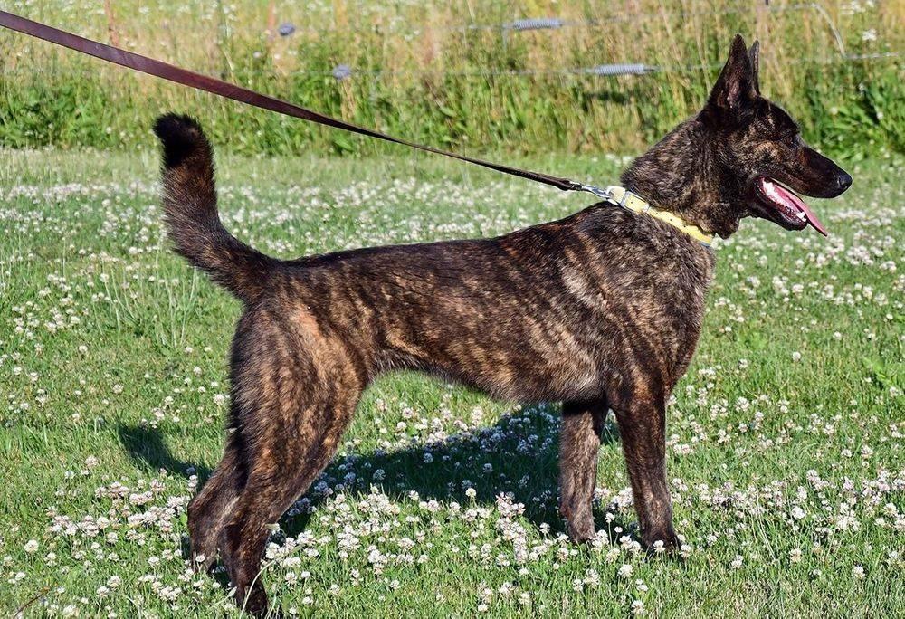 Vandalia Kennel Dutch Shepherds in West Virginia | Dutch Shepherd ...