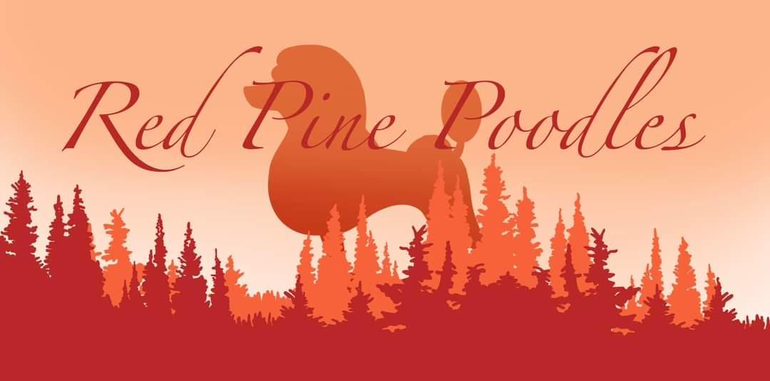 Red Pine Poodles in Wisconsin | Poodle puppies | Good Dog