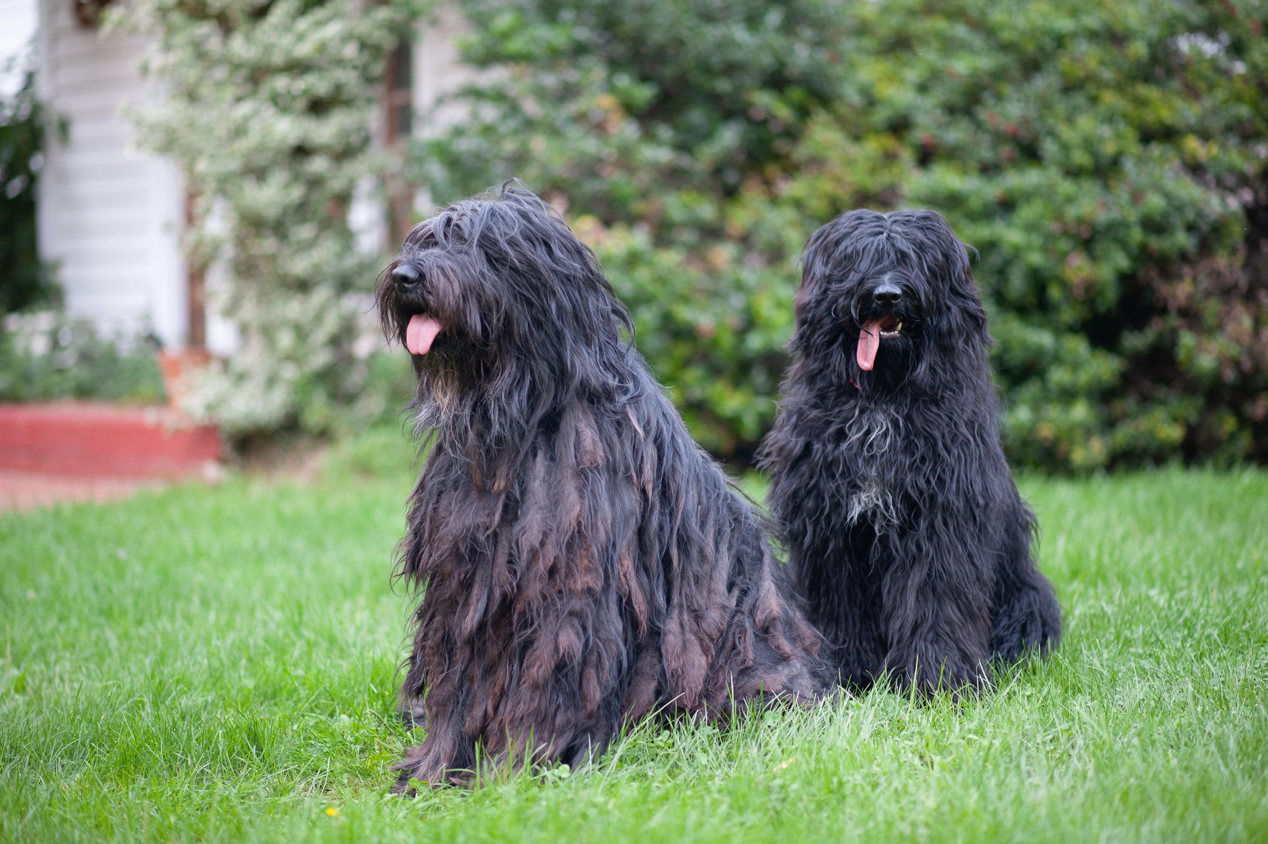 Alp Angel Bergamascos in Maine | Bergamasco Sheepdog puppies | Good Dog