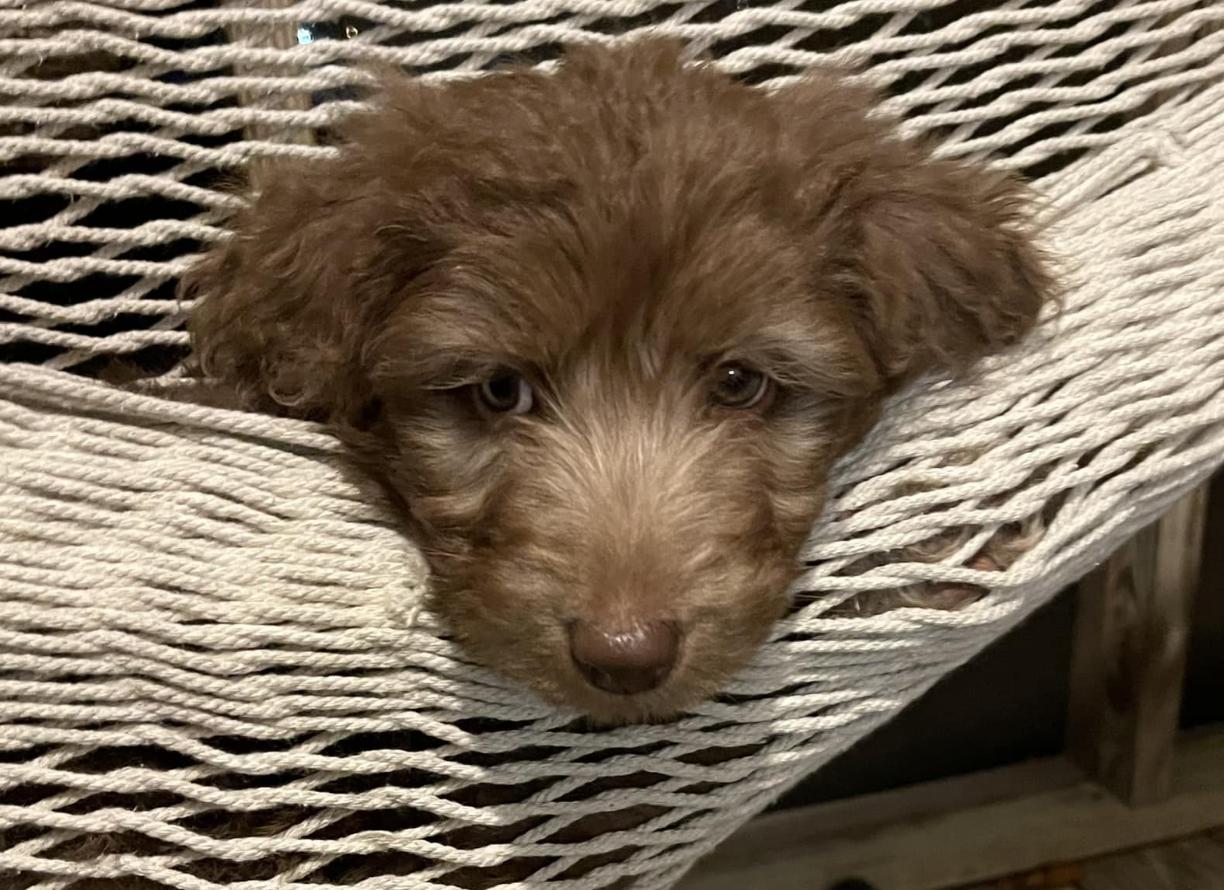 Dixie Rae Doodles in Tennessee | Aussiedoodle puppies | Good Dog