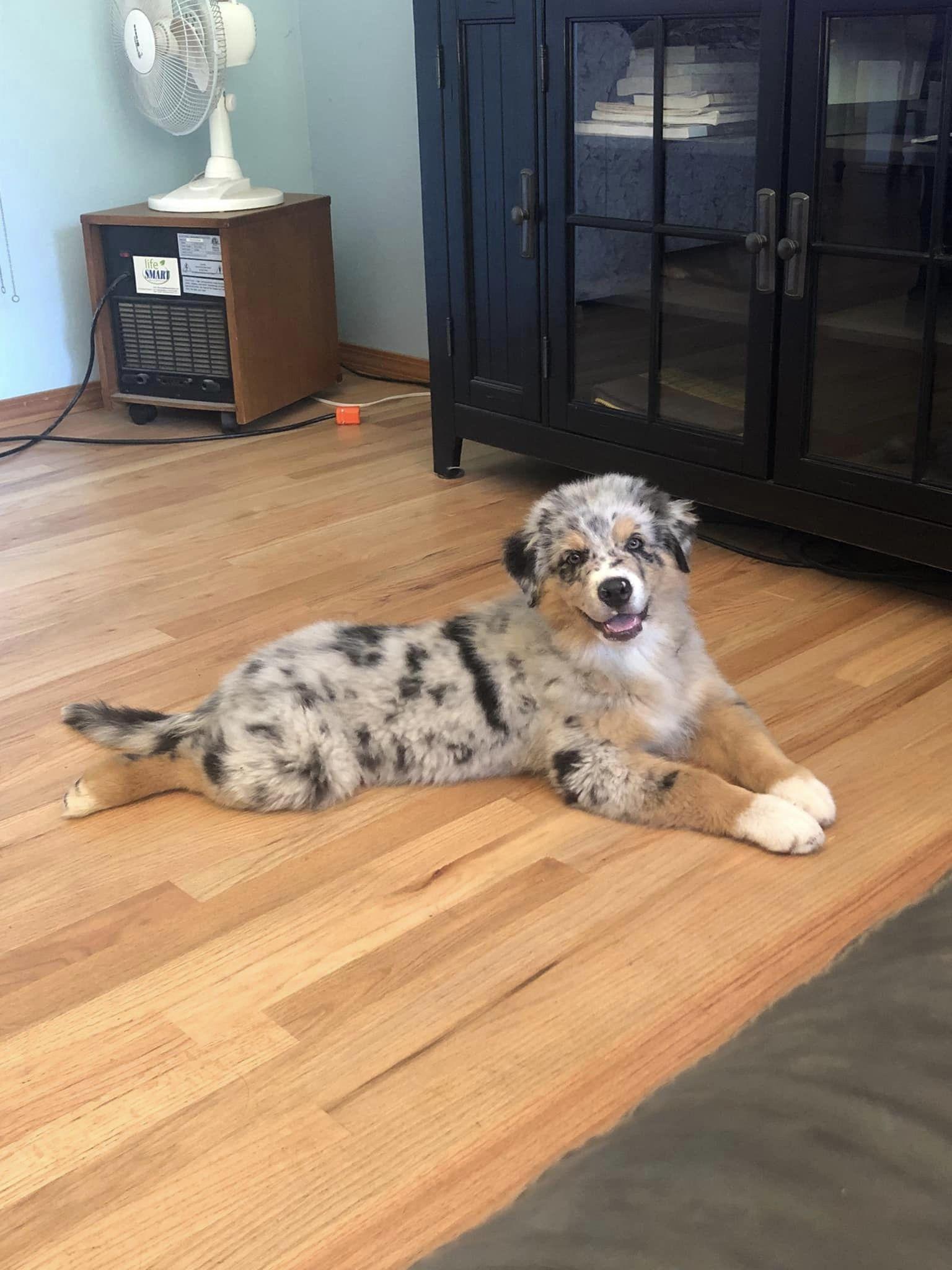 Angel Aussies in Washington | Australian Shepherd puppies | Good Dog