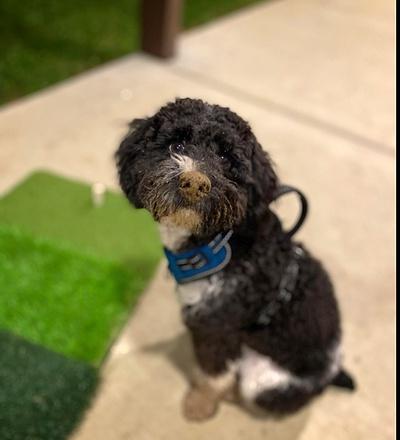 Westside Doodles in Michigan | Cockapoo puppies | Good Dog