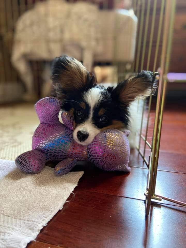 LaRae's Papillons in Florida | Papillon puppies | Good Dog