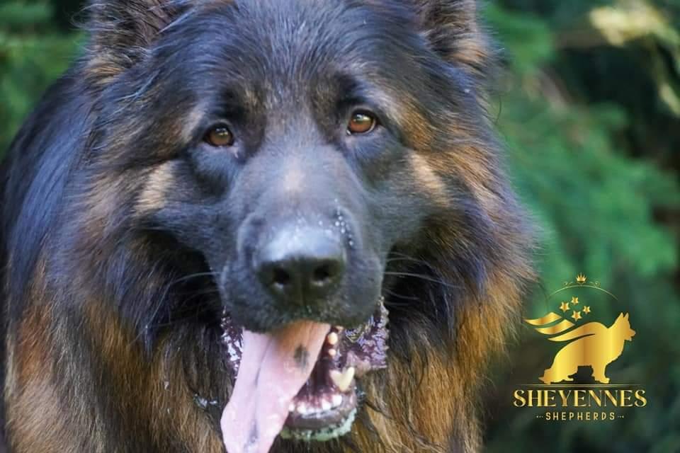 Sheyenne Buentello's German Shepherds in Michigan | German Shepherd ...