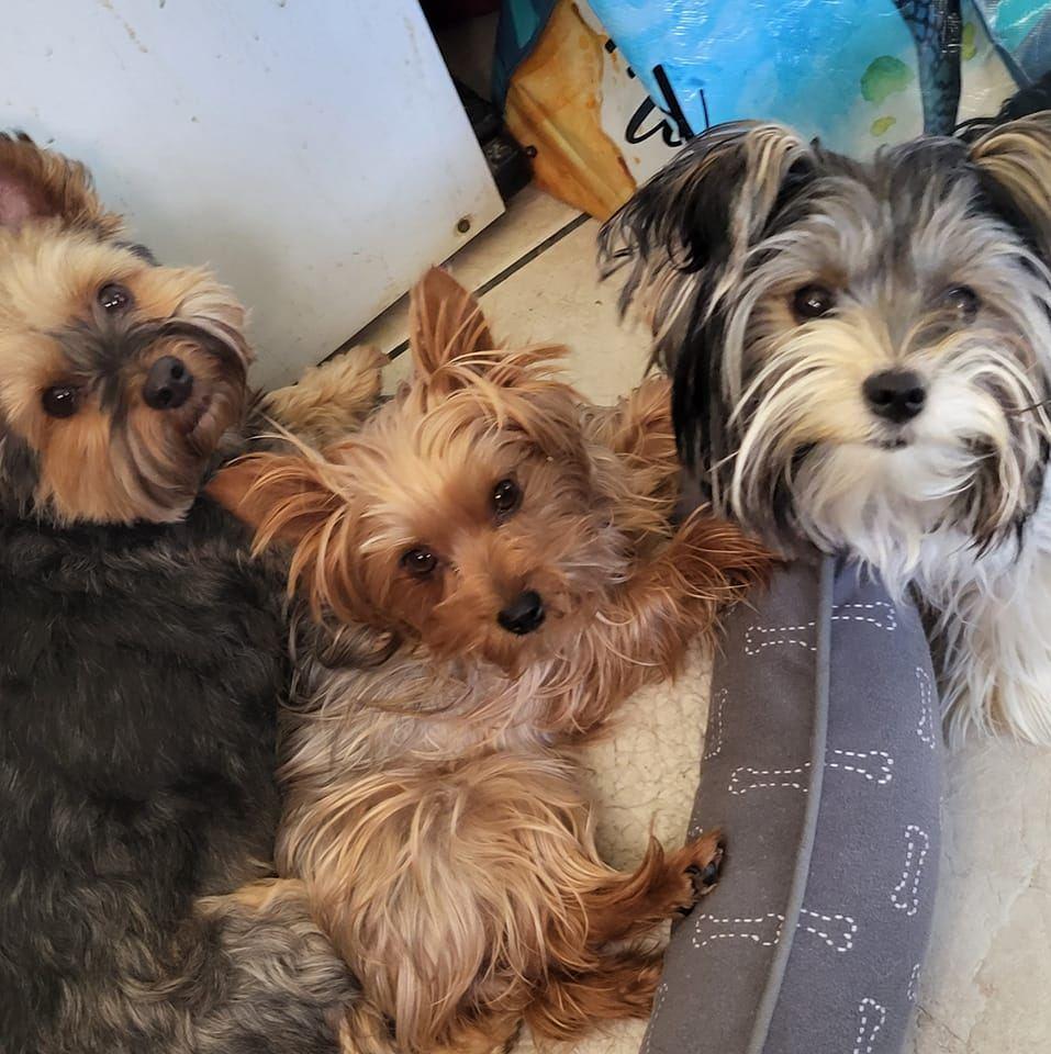 Anderson Yorkies in Iowa | Yorkshire Terrier puppies | Good Dog