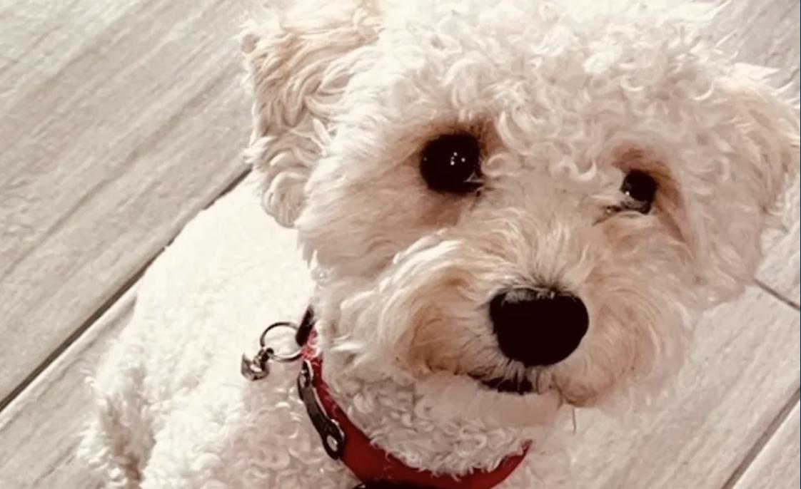 Puddle Poodles in Arizona | Poodle puppies | Good Dog