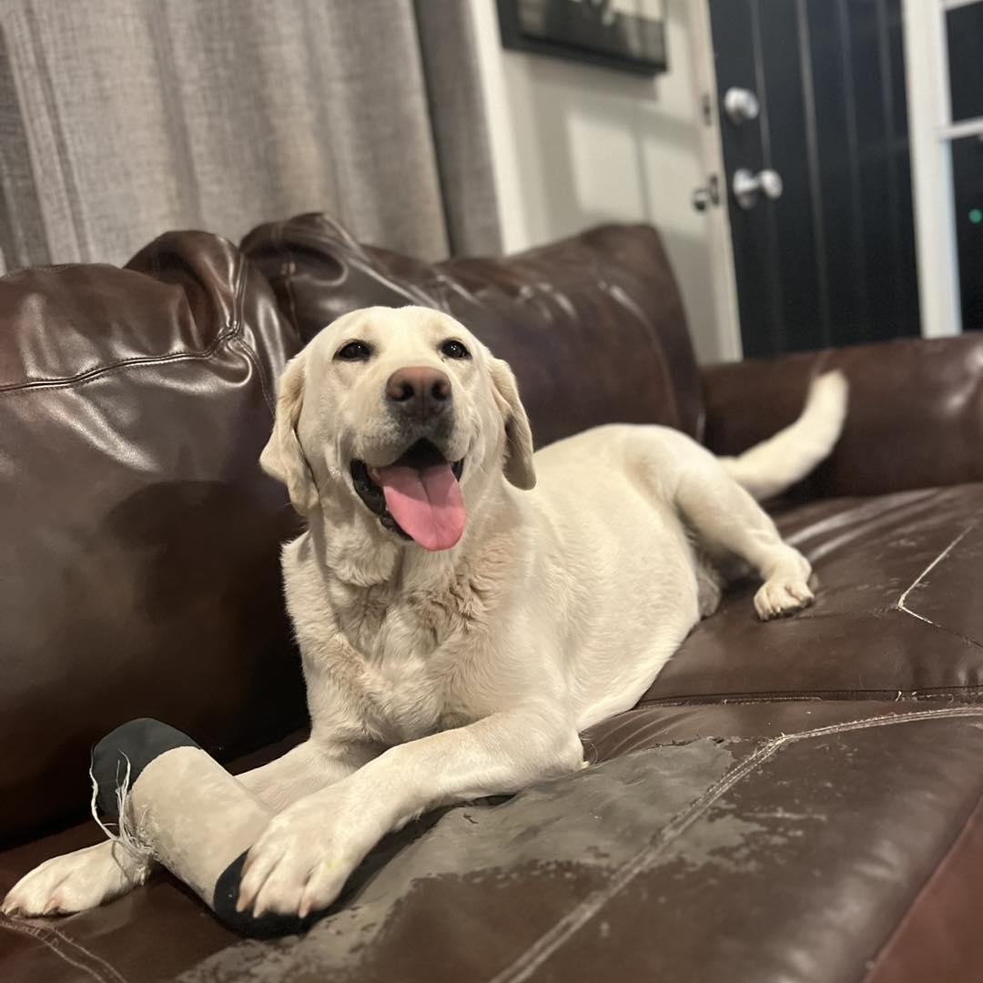 12 Door Farm Labradors in Washington | Labrador Retriever and Dilute ...