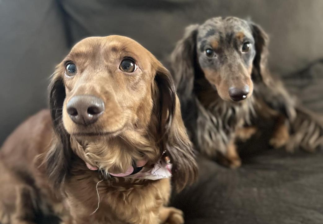 Triangle B Doxie Ranch in Minnesota | Dachshund puppies | Good Dog
