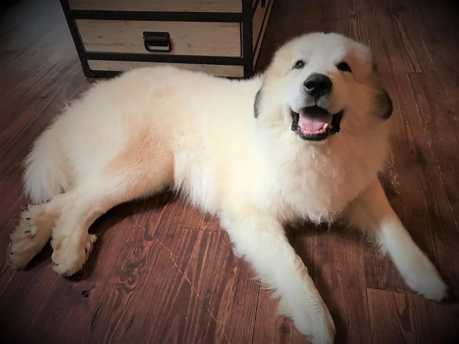 Chase Great Pyrenees in South Carolina | Great Pyrenees puppies | Good Dog