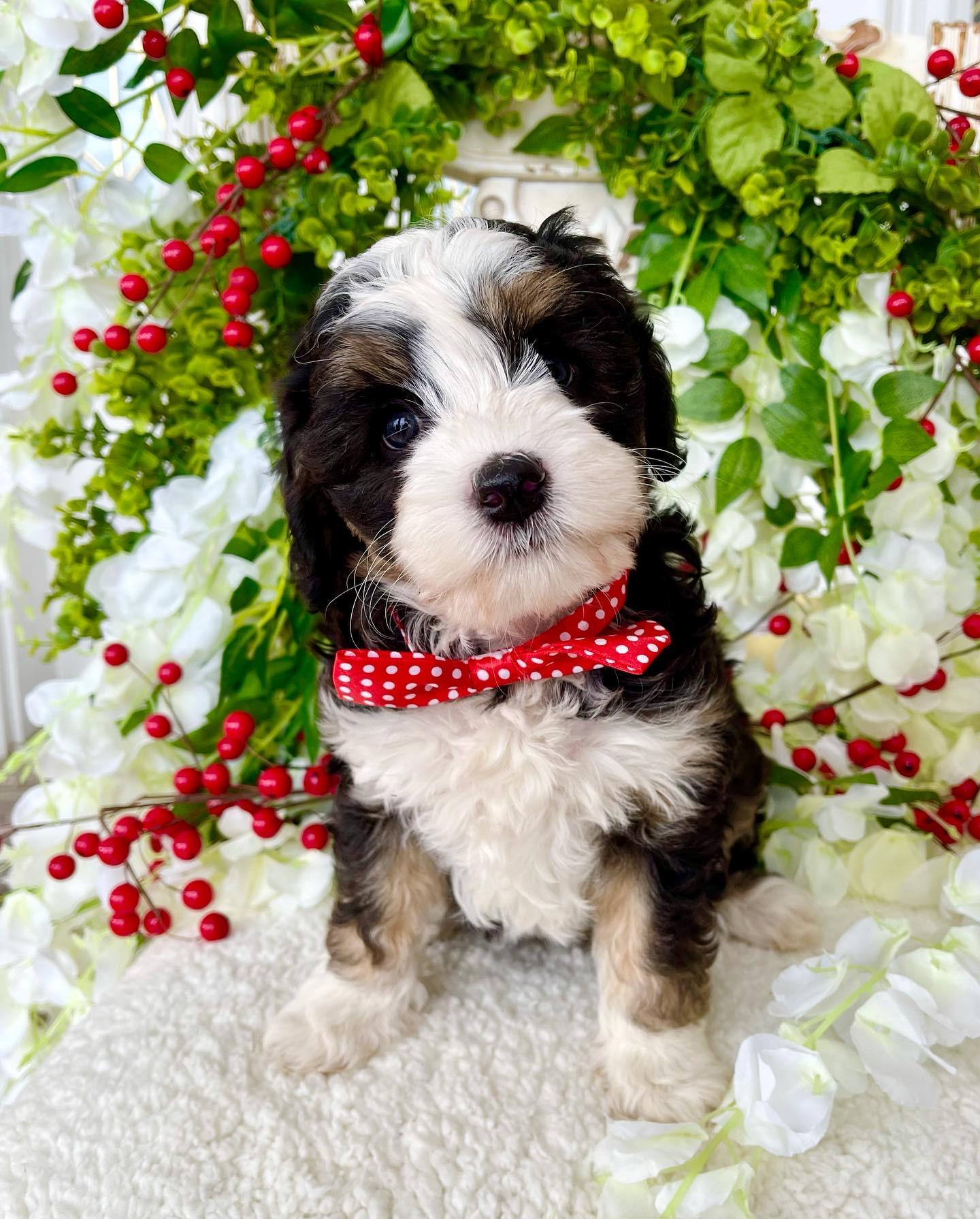 Natural Doodle Life in Utah | Bernedoodle and Goldendoodle puppies ...