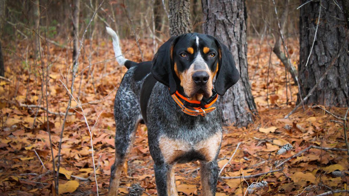 25 cute Bluetick Coonhound puppies for sale | Good Dog