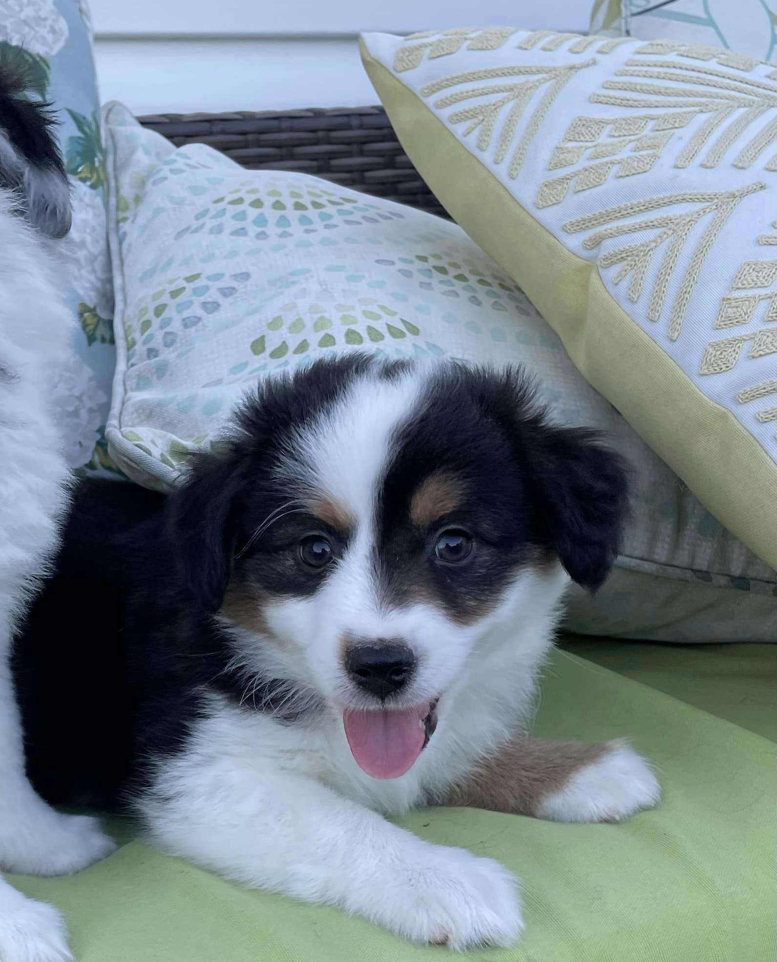 Southern Indiana Mini Aussies in Indiana | Miniature Australian ...