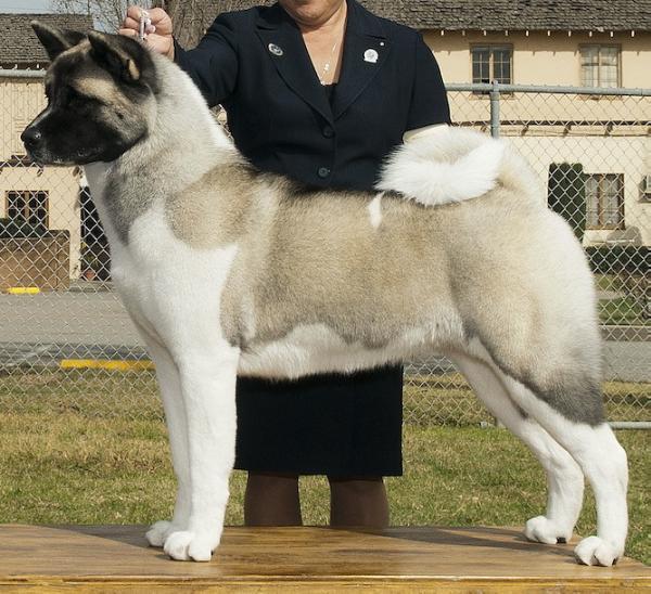Kawela Akitas in California | Akita puppies | Good Dog