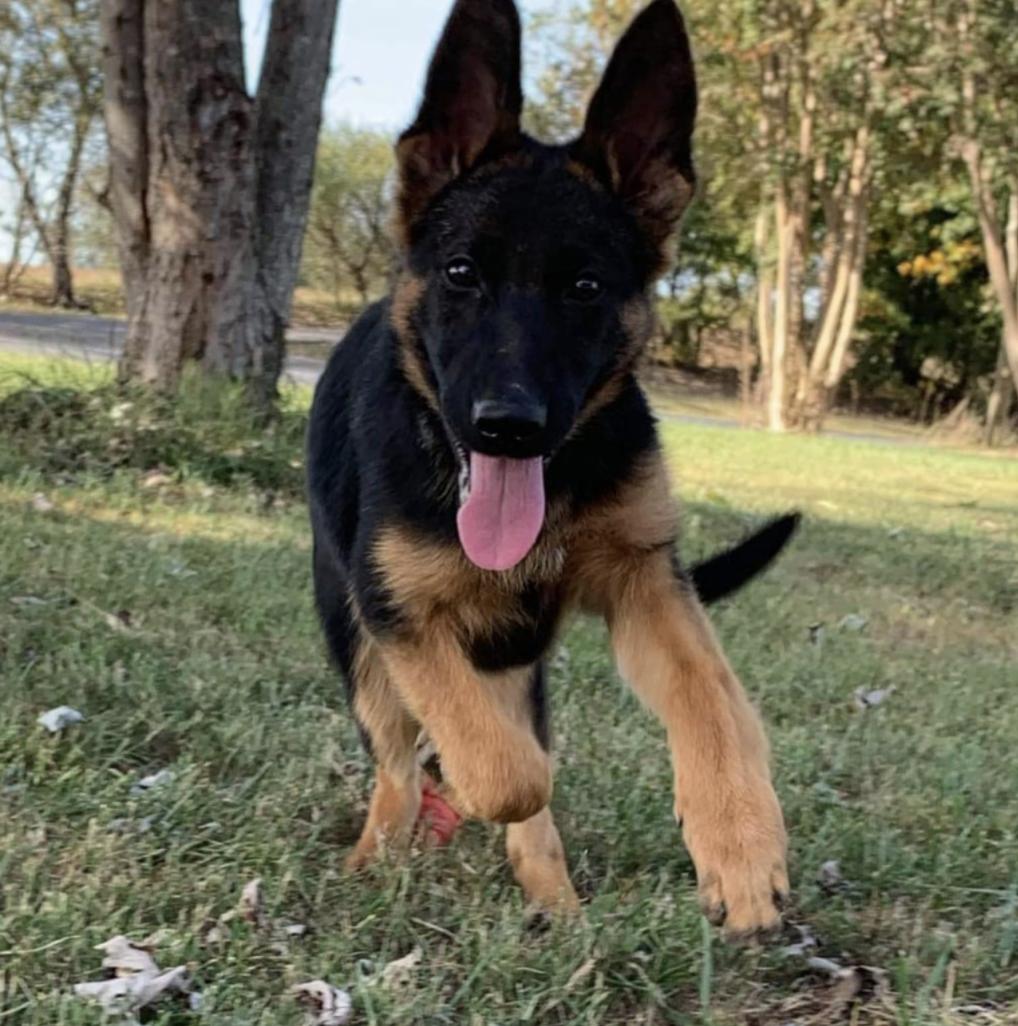 TriBach German Shepherds in North Carolina | German Shepherd puppies ...