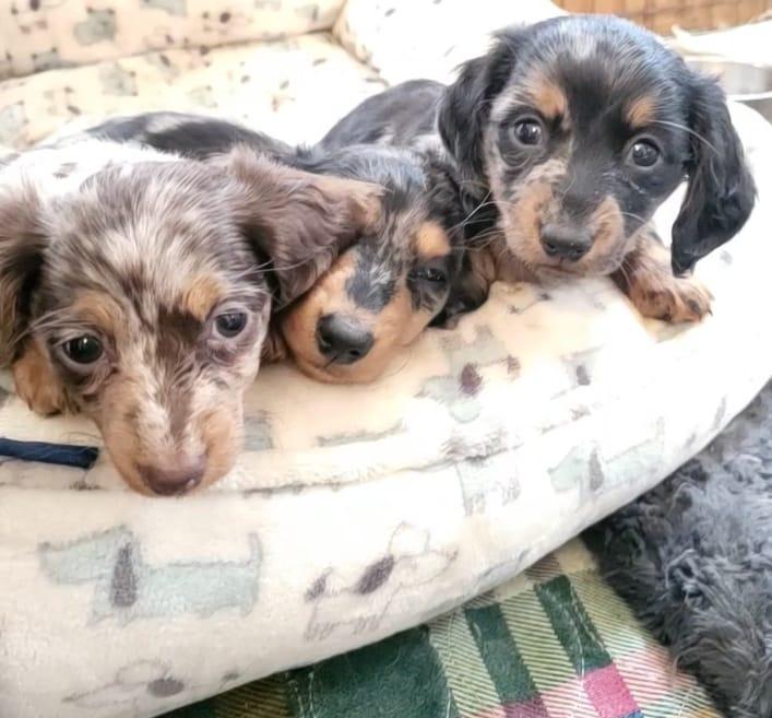 It's Mini Wieners Baby in Tennessee | Dachshund puppies | Good Dog